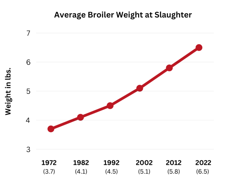 Age & Weight at Slaughter - Poultry - Inside Animal Ag