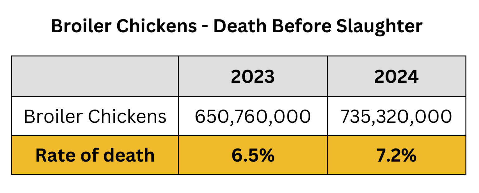 Poultry Death Before Slaughter - Inside Animal Ag