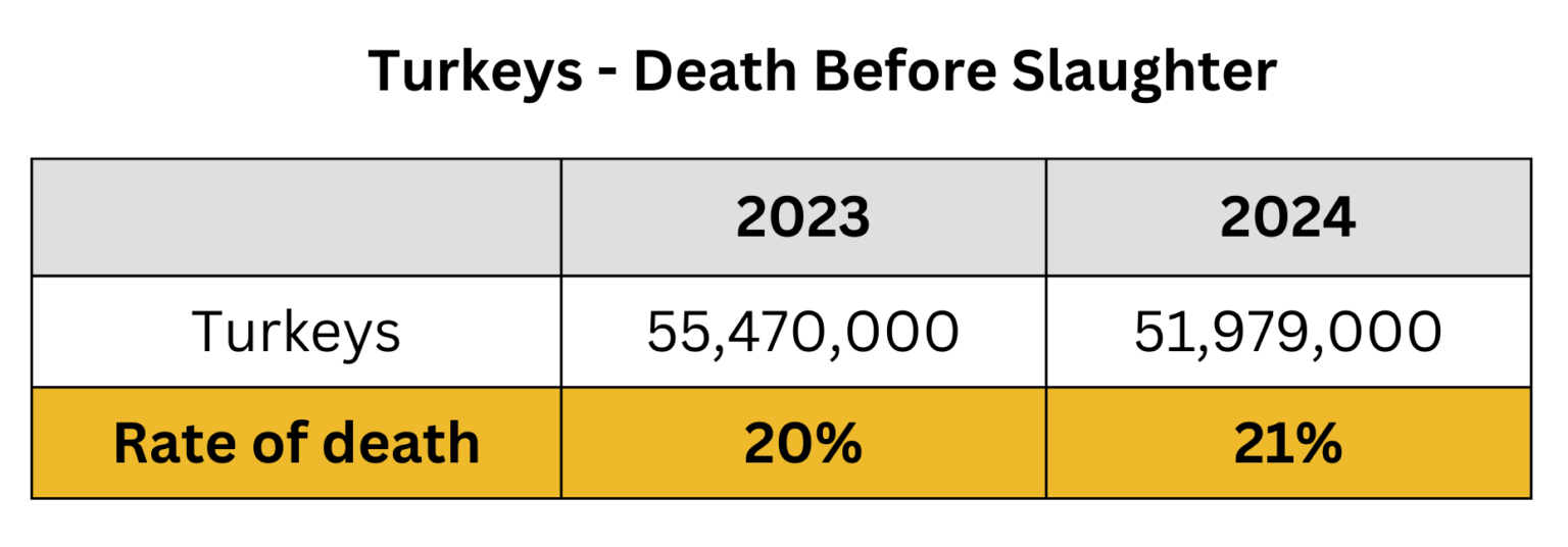 Poultry Death Before Slaughter - Inside Animal Ag